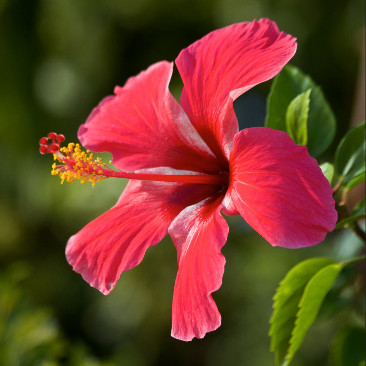 Hibiscus – Three Spirit UK